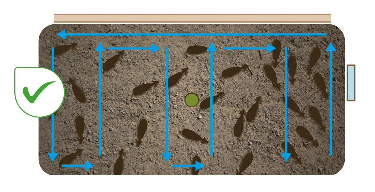 Ronda sanitária em sistemas de terminação intensiva | Minerva